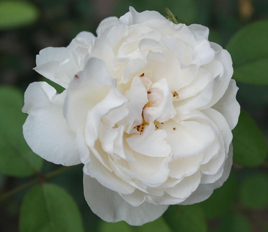 Sophie Scholl White Rose | Flower Essence Society