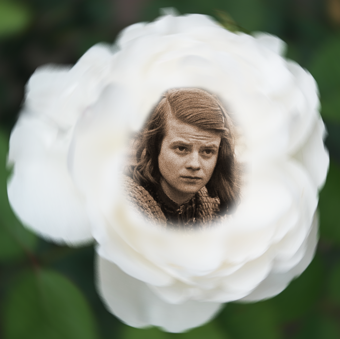 Sophie Scholl White Rose | Flower Essence Society