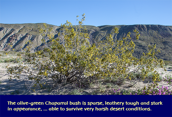 Chaparral Flower Essence | Flower Essence Society