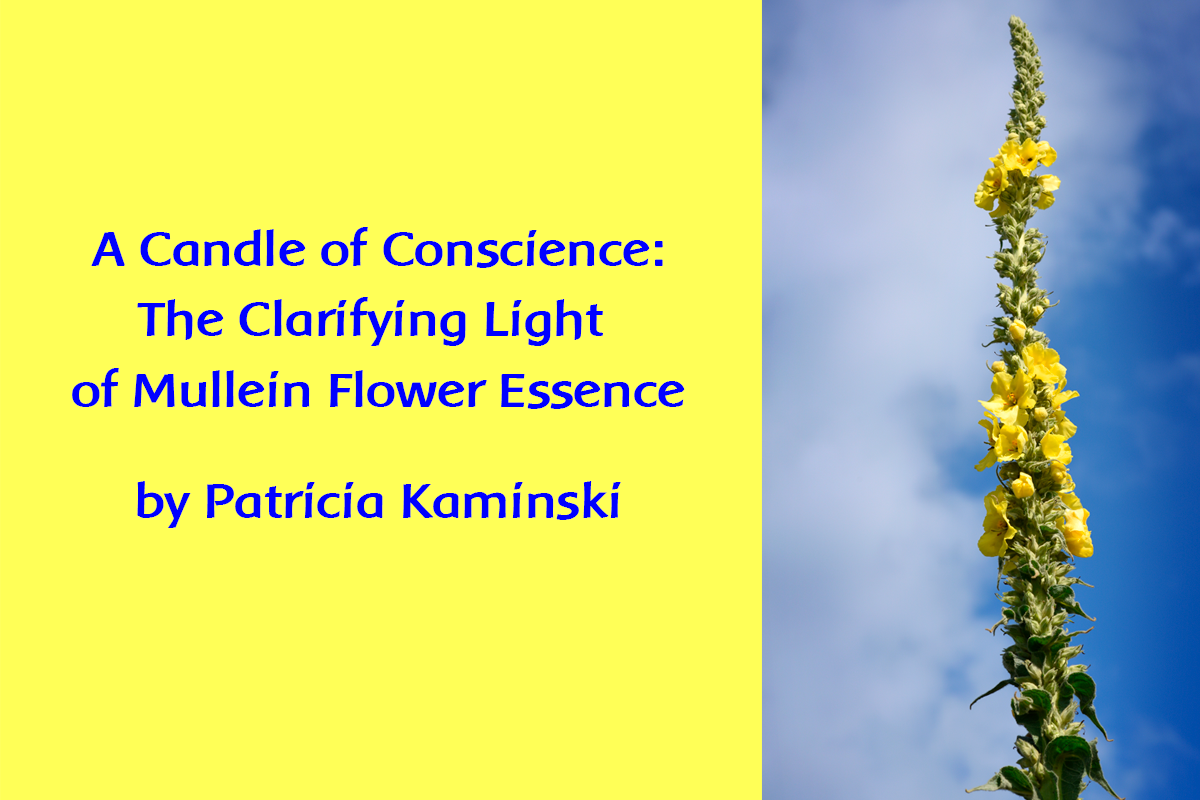 A Candle of Conscience: The Clarifying Light of Mullein Flower Essence ...