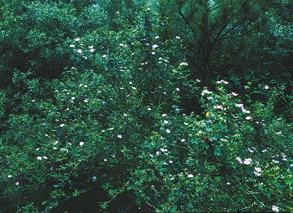 California Wild Rose | Flower Essence Society