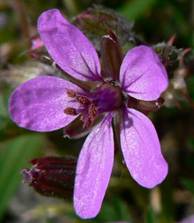 filaree character study | Flower Essence Society