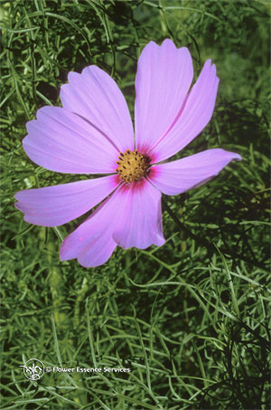 Cosmos: Archetype of the Mercurial Mind | Flower Essence Society