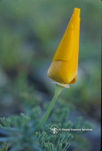 California Poppy: True Gold is in the Heart | Flower Essence Society