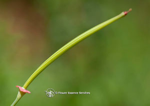 California Poppy: True Gold is in the Heart | Flower Essence Society