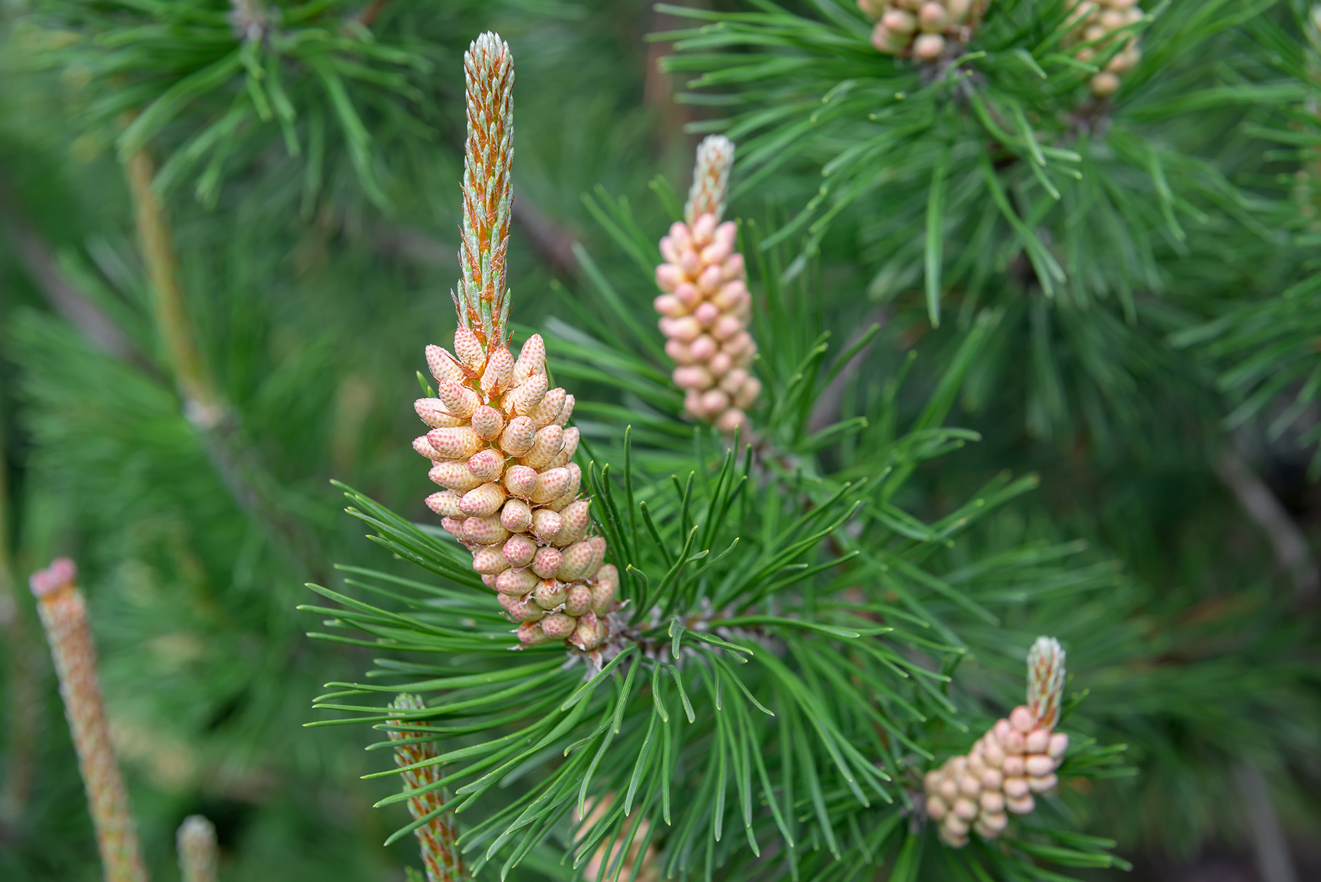 The Pioneering Path of Pine: Emerging from Dark Depths to Soaring Light ...