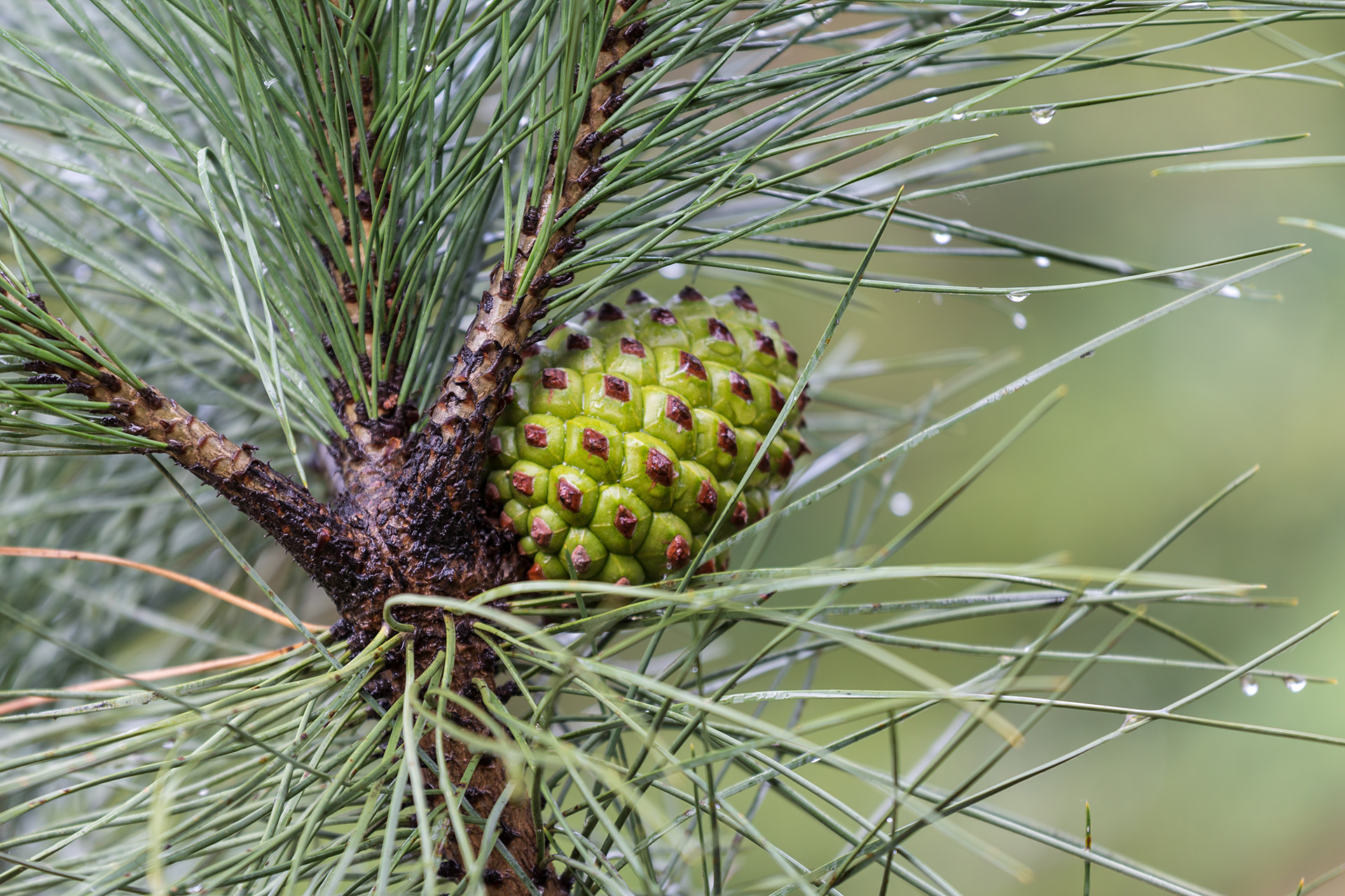 The Pioneering Path of Pine: Emerging from Dark Depths to Soaring Light ...