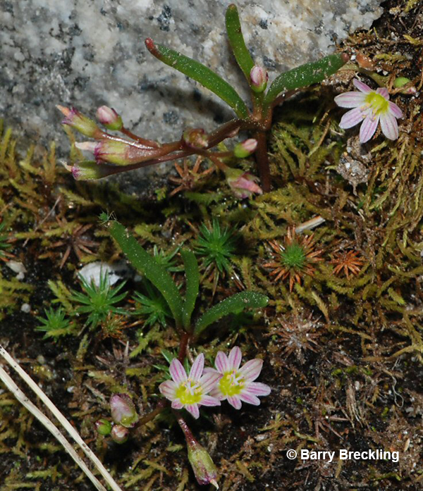 Lewisia | Flower Essence Society