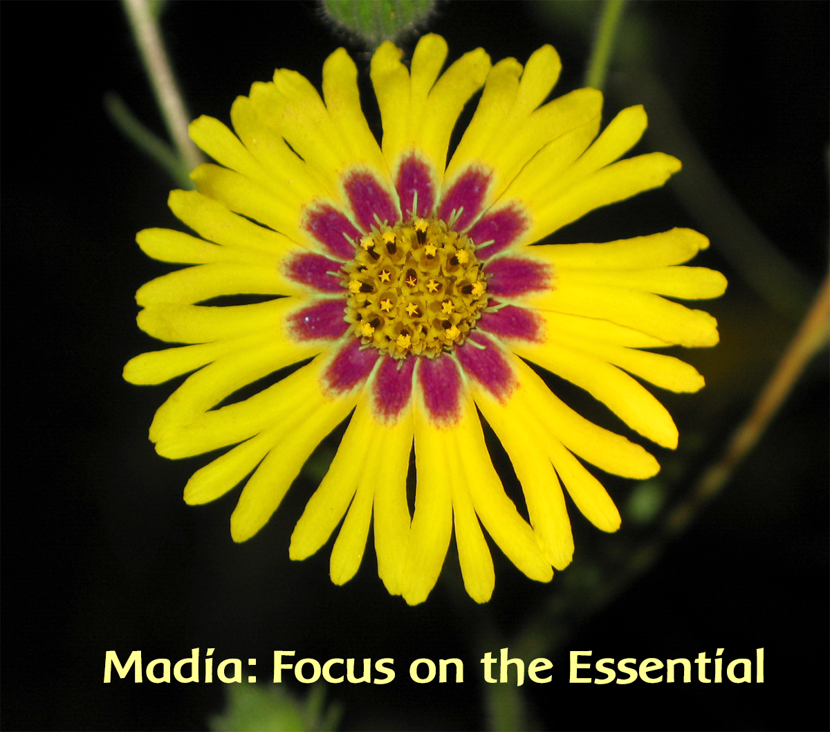 Madia: Focus on the Essential | Flower Essence Society