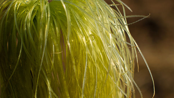 Corn Flower Essence: The Unfolding of Heavenly Space into Earthly Time ...