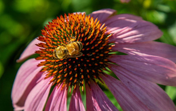 Echinacea for Autonomy and Independence | Flower Essence Society