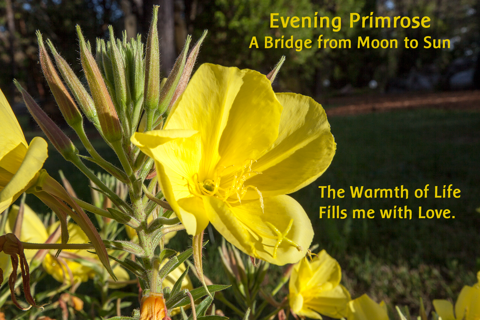Evening Primrose: A Bridge from Moon to Sun | Flower Essence Society