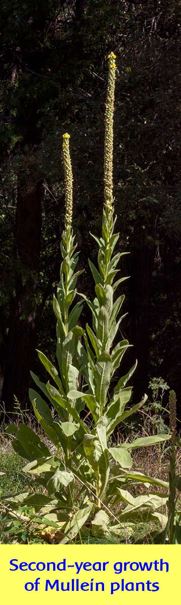 A Candle of Conscience: The Clarifying Light of Mullein Flower Essence ...