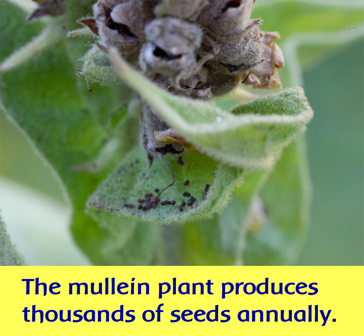 A Candle of Conscience: The Clarifying Light of Mullein Flower Essence ...