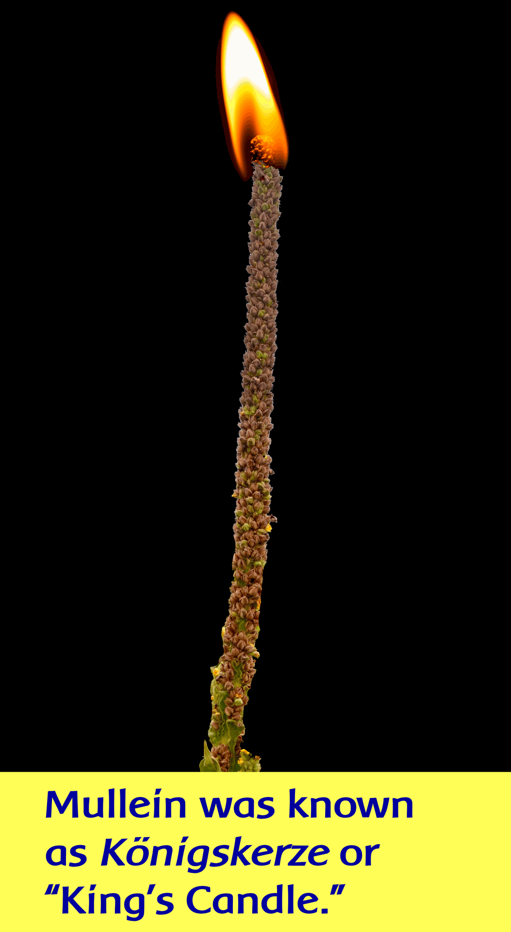 A Candle of Conscience: The Clarifying Light of Mullein Flower Essence ...