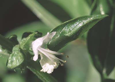 A Candle of Conscience: The Clarifying Light of Mullein Flower Essence ...