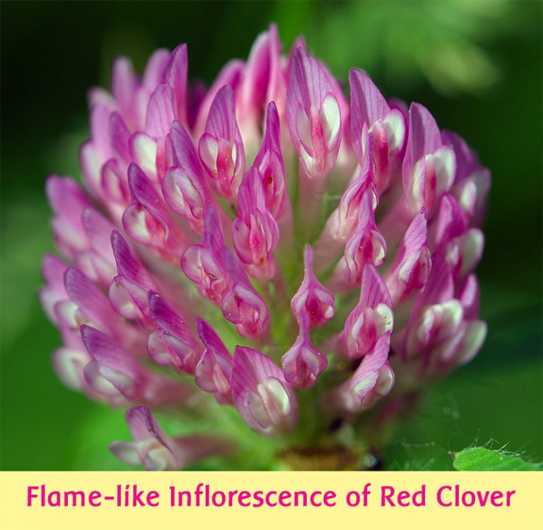 Red Clover Flower: Guiding the Heart’s Bright Flame During Times of ...