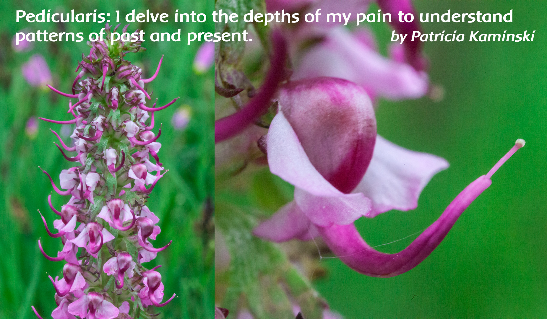 Pedicularis: Delving into patterns of the past | Flower Essence Society