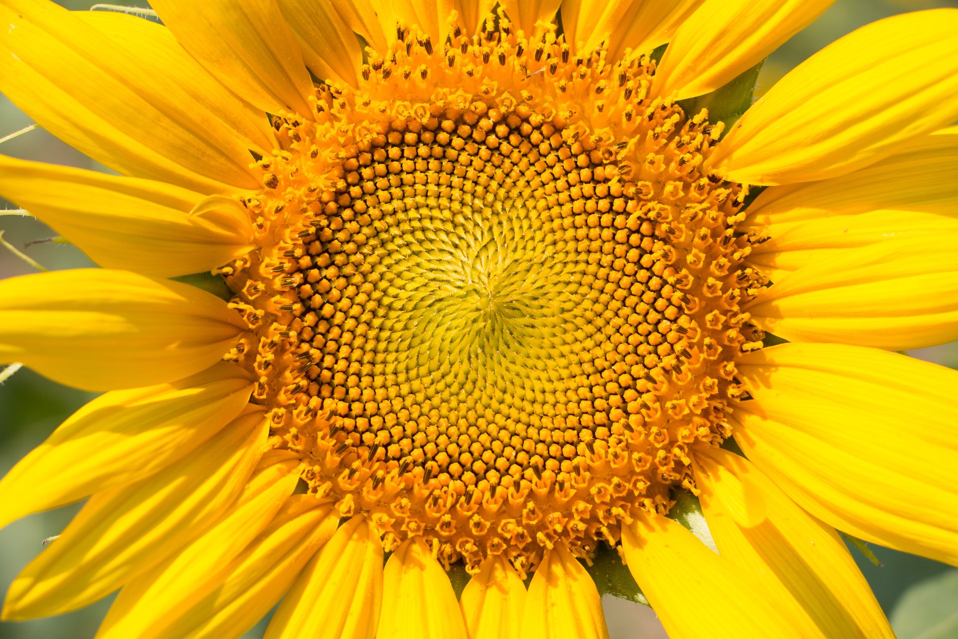 Sunflower and Love-Lies-Bleeding | Flower Essence Society