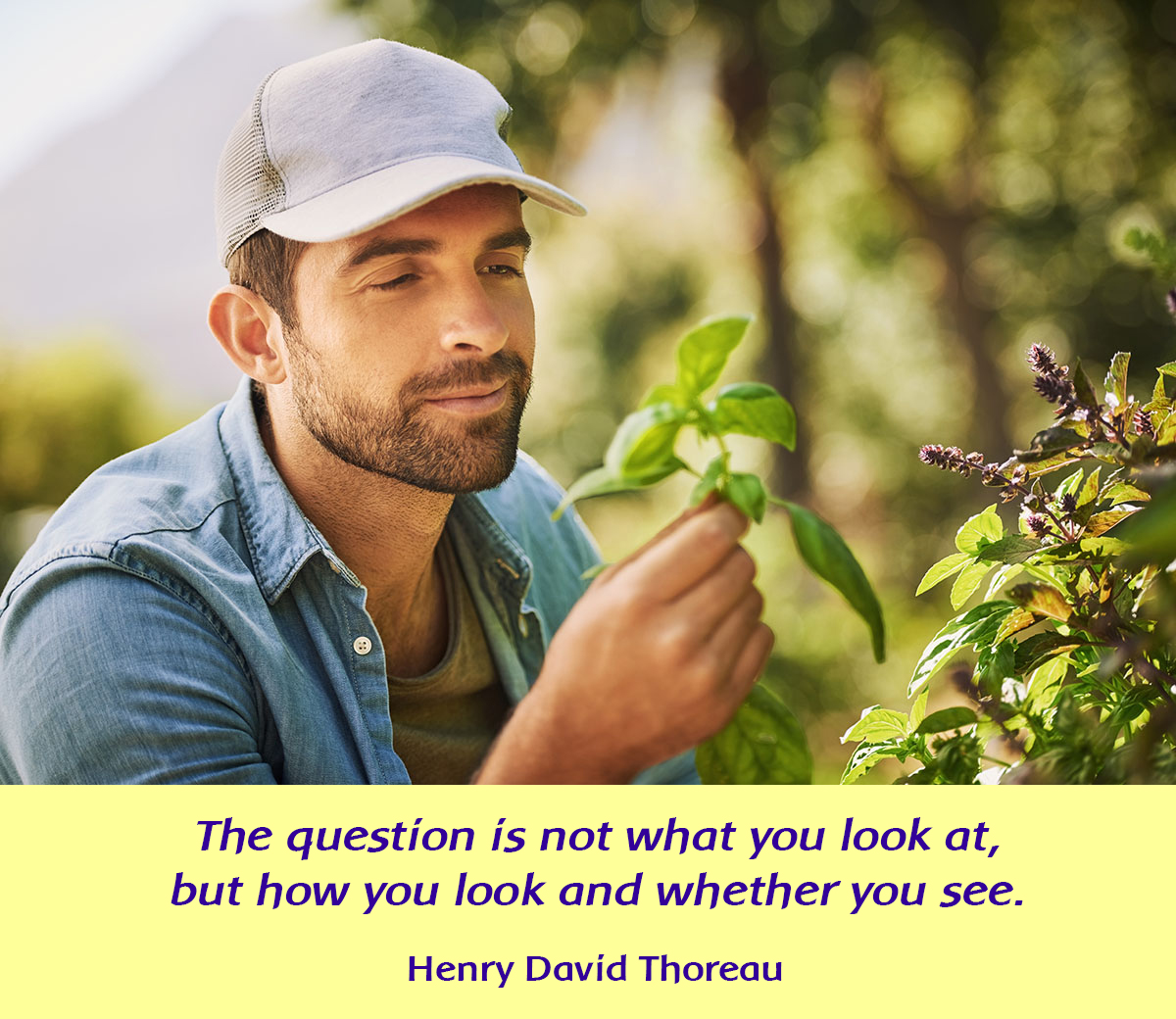 Twelve Windows of Plant Perception | Flower Essence Society