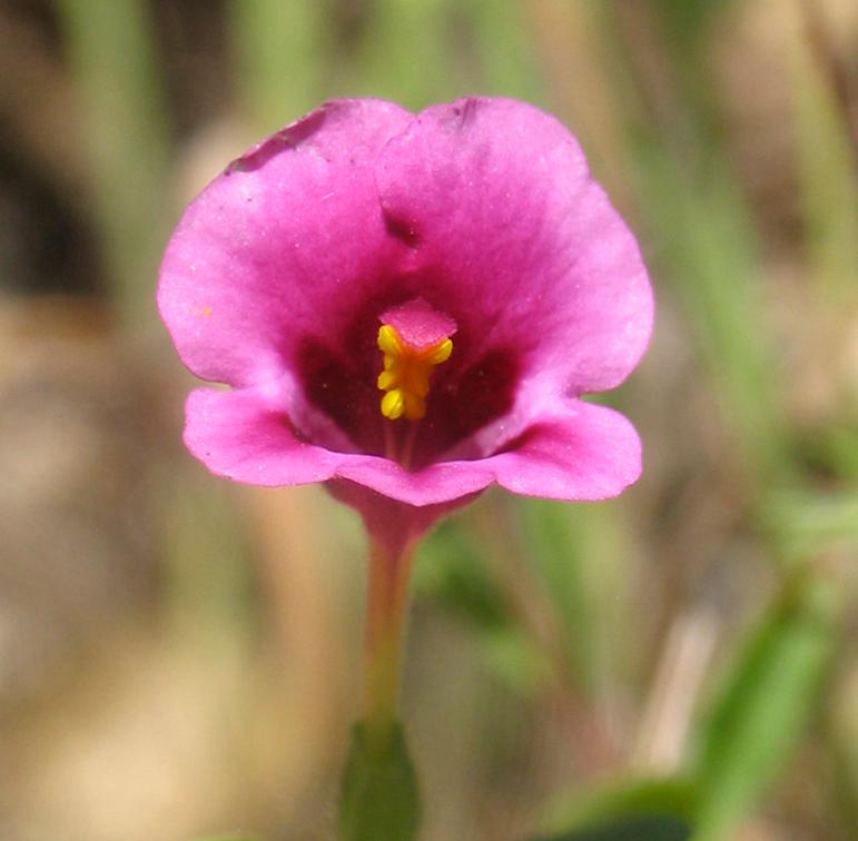 Pink Monkeyflower | Flower Essence Society