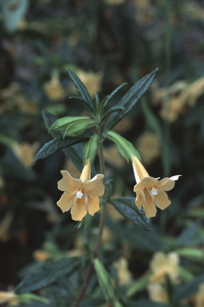 Pink Monkeyflower | Flower Essence Society