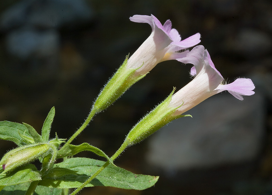 Pink Monkeyflower | Flower Essence Society