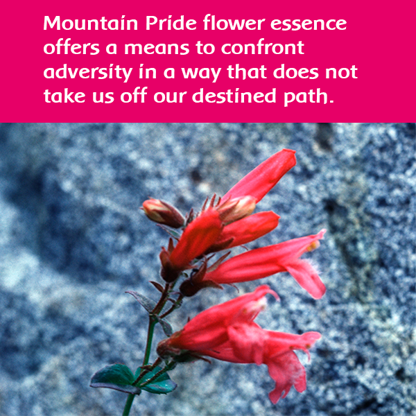 Mountain Pride | Flower Essence Society