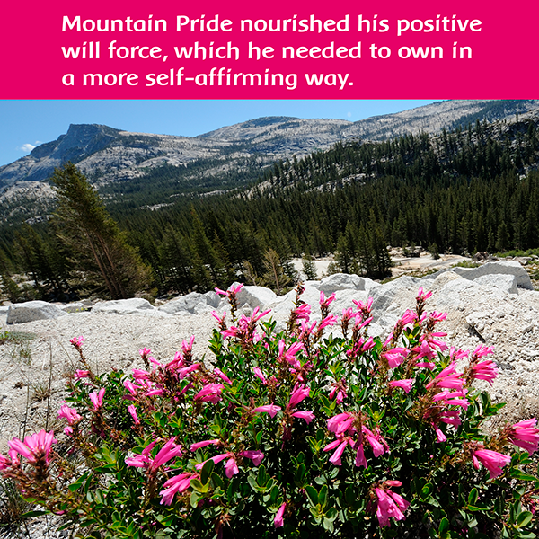 Mountain Pride | Flower Essence Society