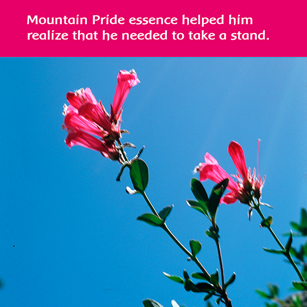 Mountain Pride | Flower Essence Society